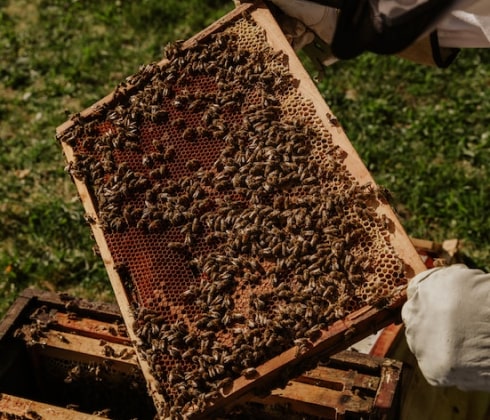 Best Practices for Storing Honey – unitedflowers